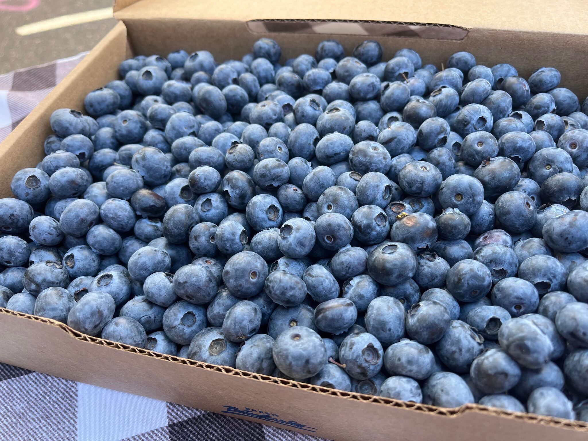 Cyclist dies during bike ride event at North Carolina Blueberry Festival
