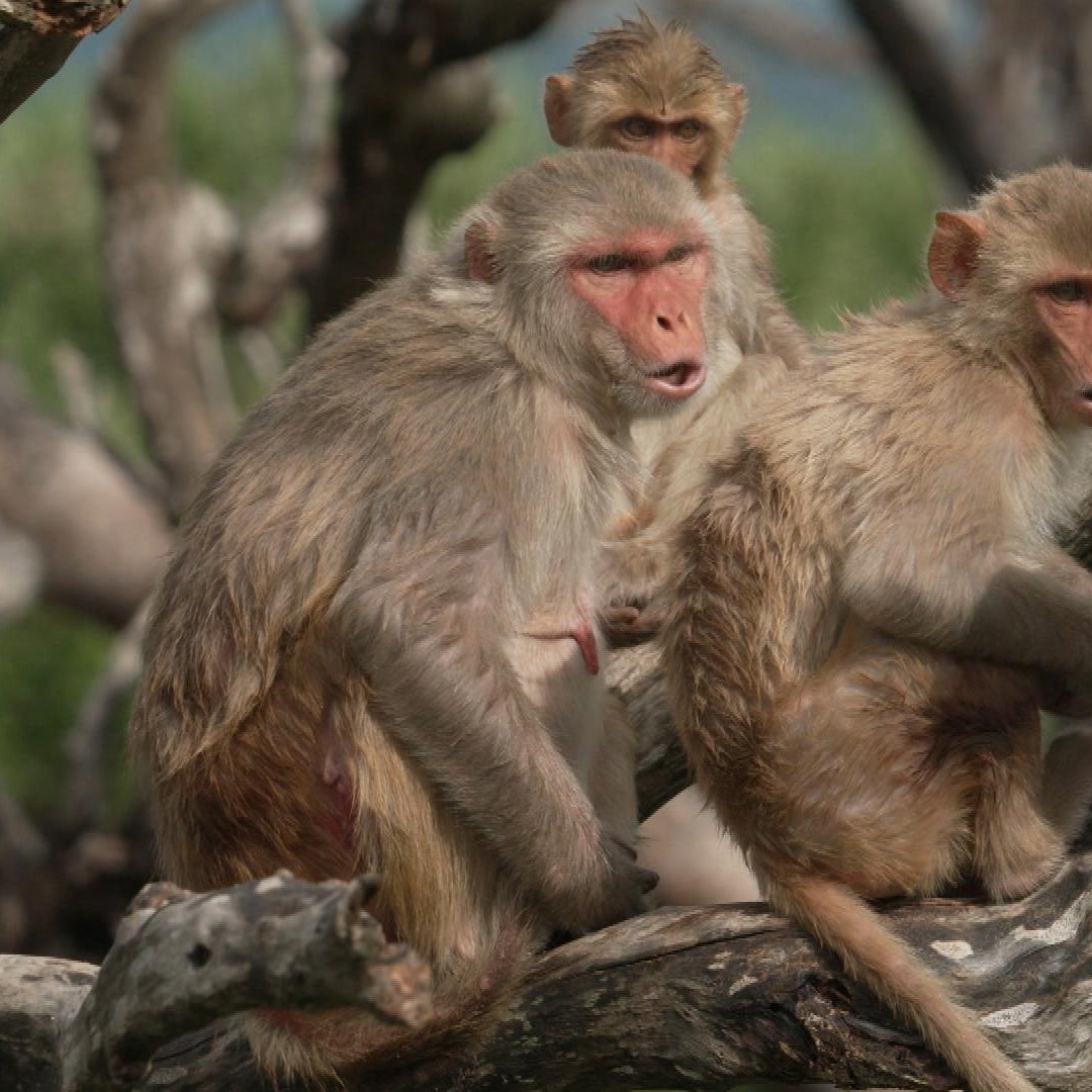 Scientists study rhesus macaques living in Monkey Island natural laboratory