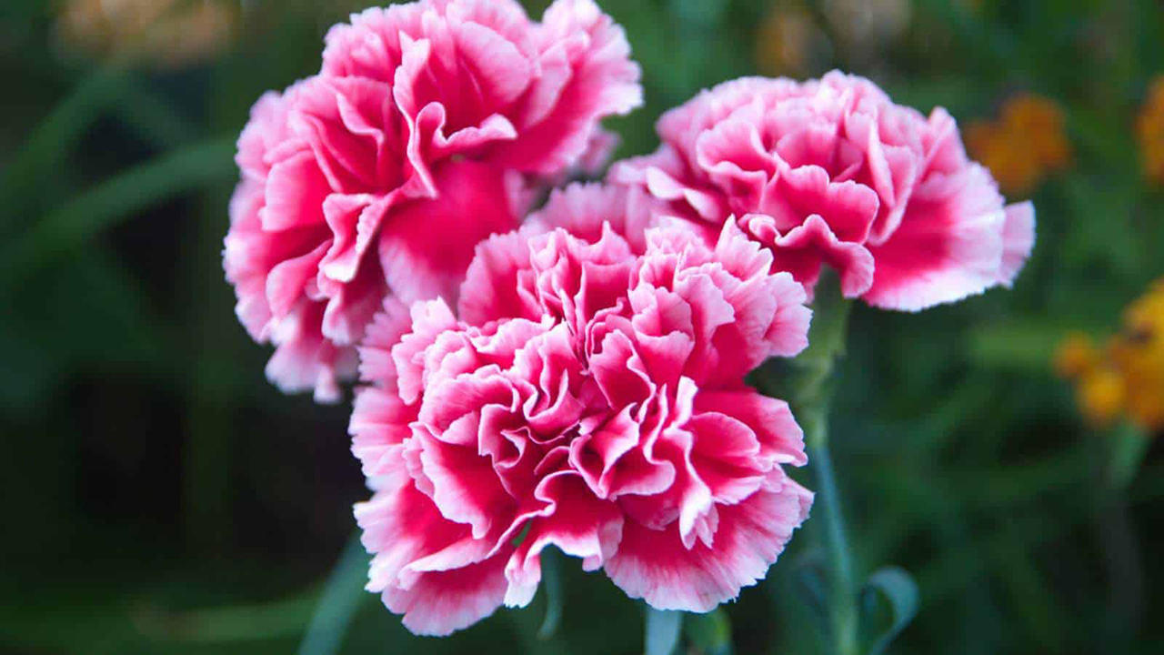 7 Tips For Growing The Perfect Carnation Garden
