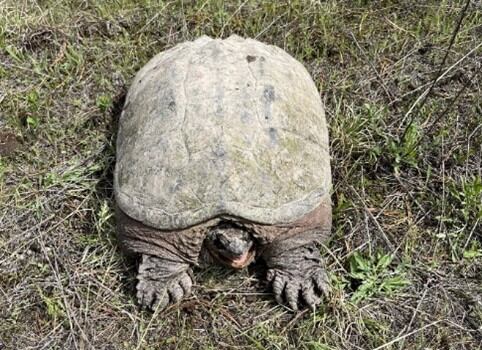 Large snapping turtle found roaming near river in Northeastern WA