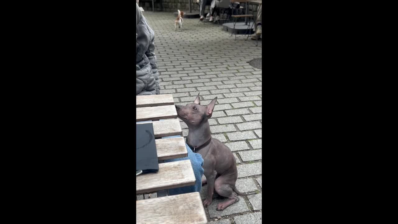 Dog hilariously steals food from owner's plate in Kaliningrad, Russia