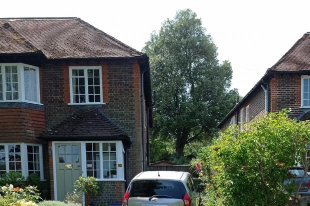 Abuse of process over tree protection