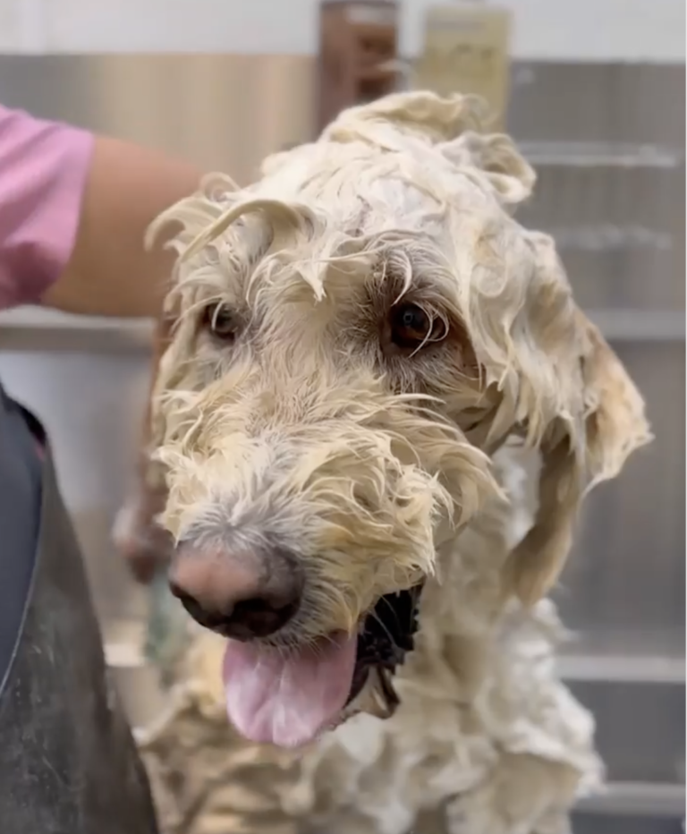 You have to see this giant dog’s incredible transformation after rescue