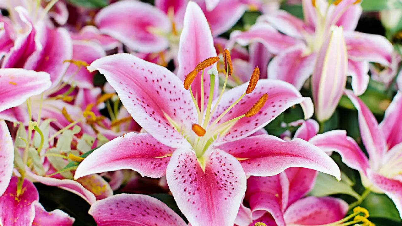 Cómo conservar la flor de la azucena: cuidados, trucos y guía completa