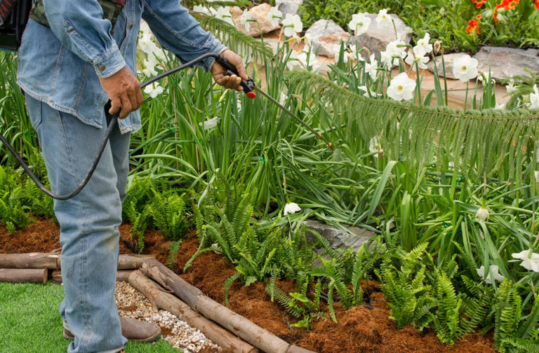 Rociar plantas con spray: Guía práctica, ventajas, riesgos y mejores ...