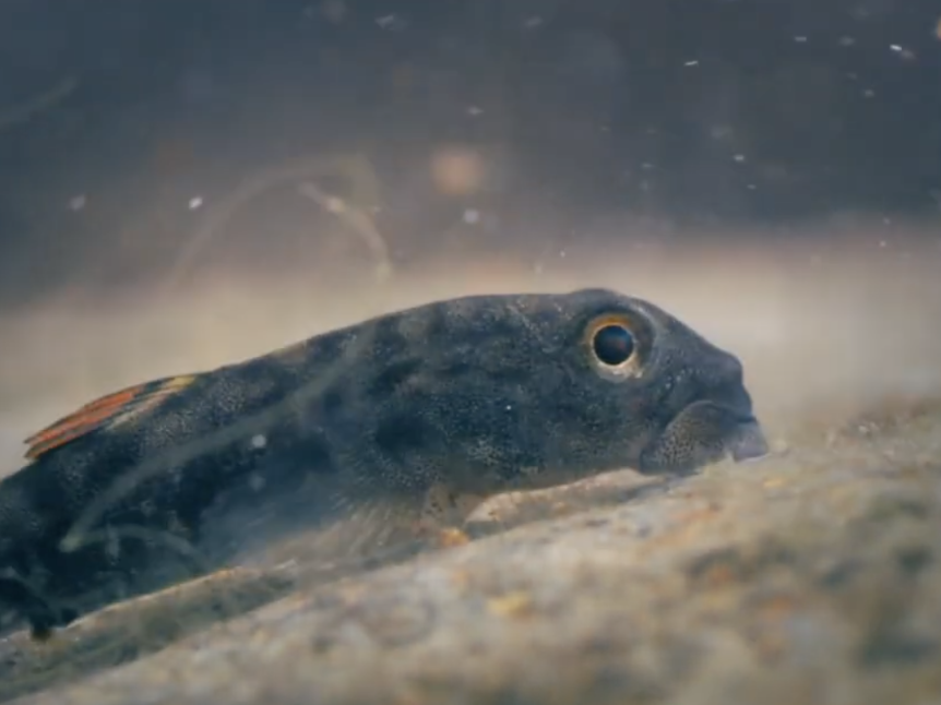 This Fish Can Climb Waterfalls—And It Has Teeth on Its Belly