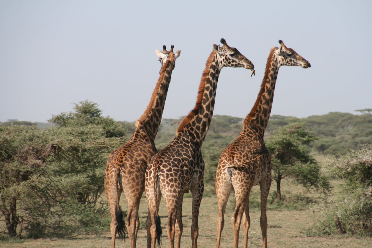 14 Animals with the Weirdest Diets