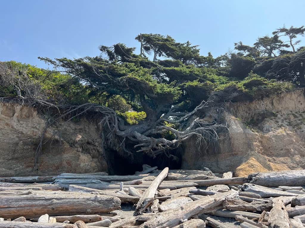 PNW Trees of Legend: Where to See the Tallest, Oldest, and Rarest