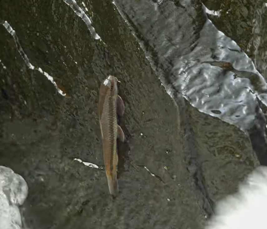 This Fish Can Climb Waterfalls—And It Has Teeth on Its Belly