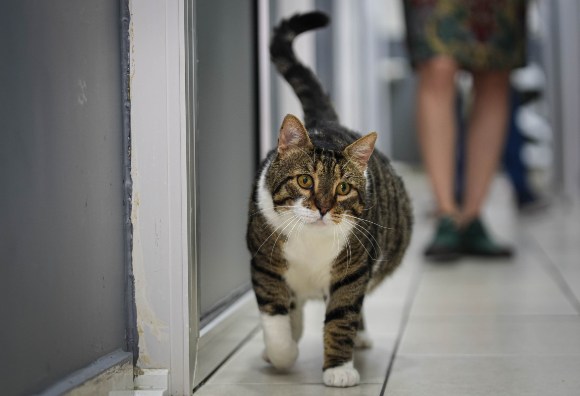 'Cat Olympics' Diving Video Goes Massively Viral