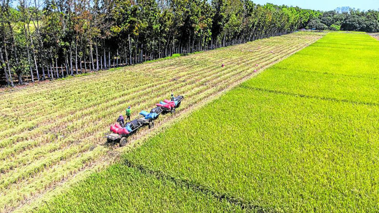 Philrice testing rice farm pest control via drones