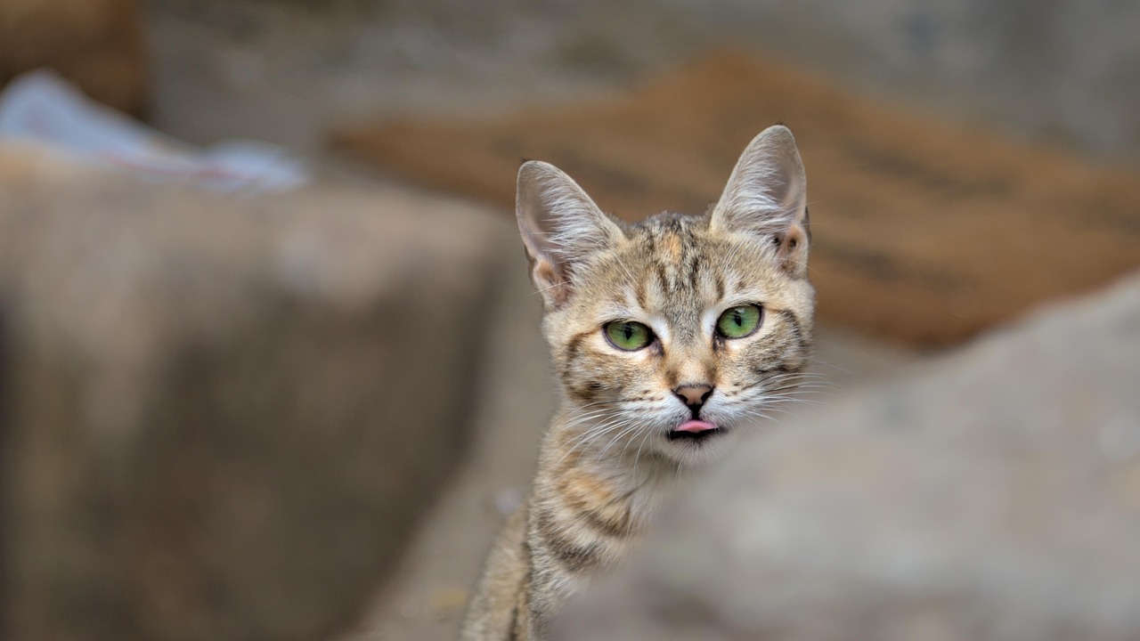 History's most famous examples of parricide