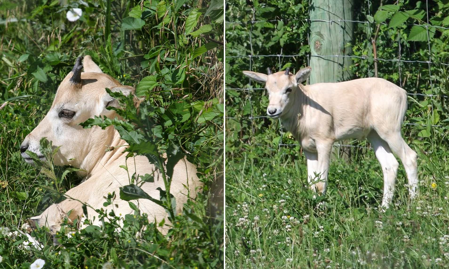 Adorable baby animal on the brink of extinction is born at Iowa zoo