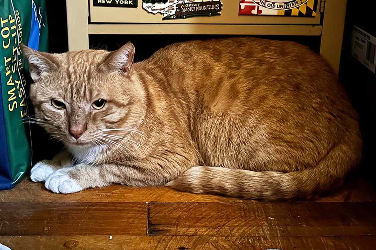 Kurt the Cat Lived Alone for 8 Months After His Owner Died. Now, He’s ...