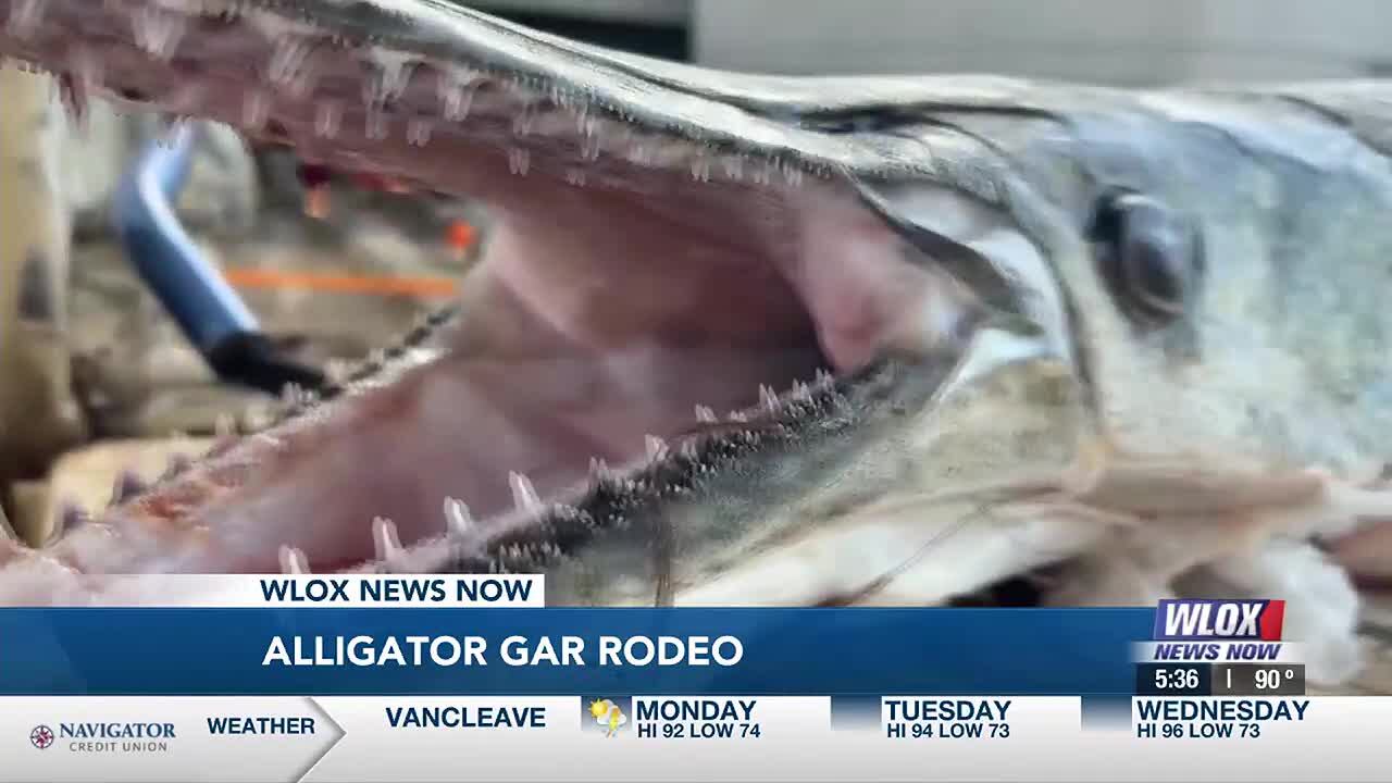 Alligator Gar Rodeo concludes with final weigh-ins in D’Iberville