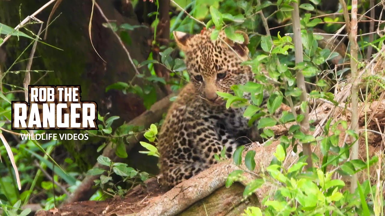 Final Glimpse of Leopard Queen and Her Legacy Cub
