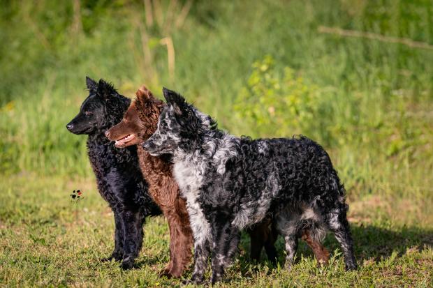 New dog breed with 'razor-sharp' personality to be recognised in UK