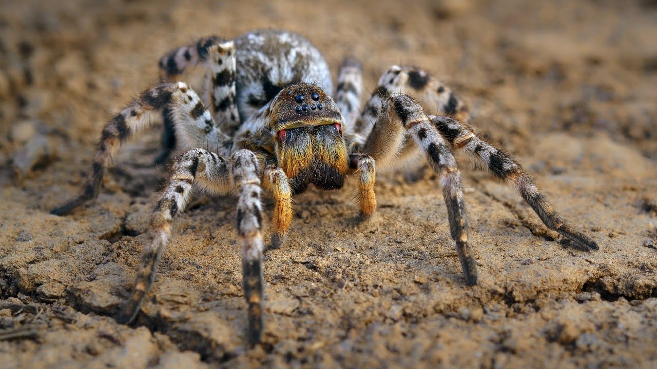 Große europäische Wolfsspinne – Südliche Tarantel (Lycosa singoriensis) 🕷️