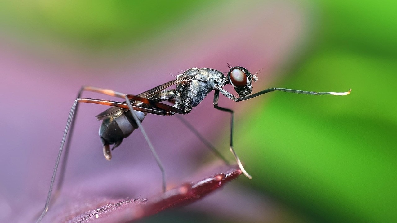 7 home remedies to keep insects away during monsoon