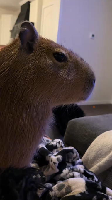 PSA Cheesecake the Capybara Loves to Sing (and Teach!)