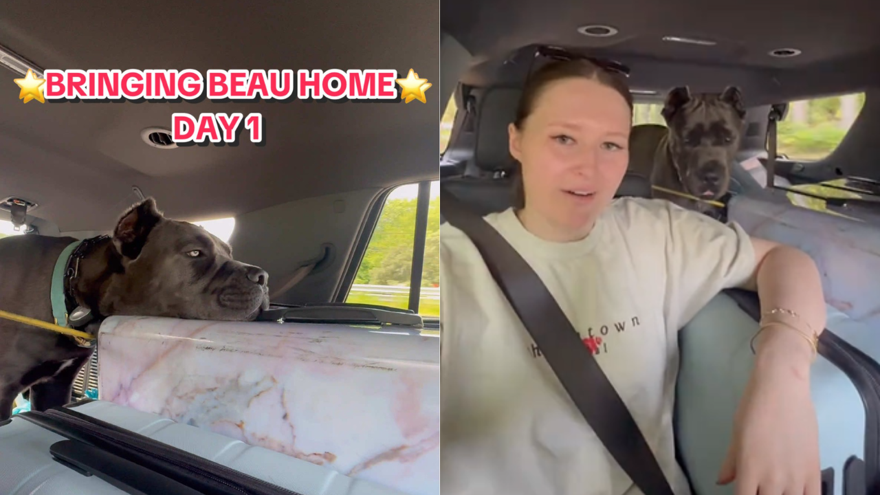 Bringing Beau Home: Day 1 Vlog