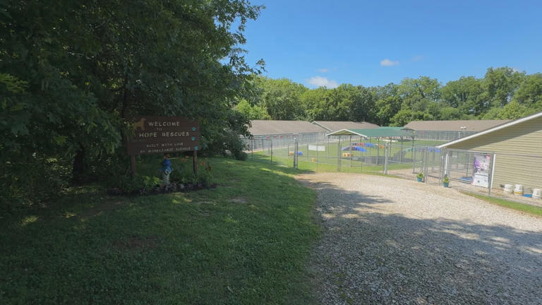 Metro East animal rescue needs help raising funds to save more dogs