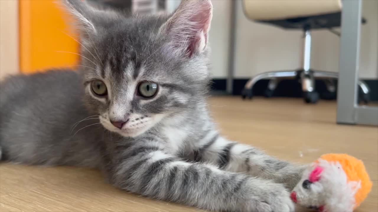 New Baltimore cat cafe combines coffee shop experience with kitten ...