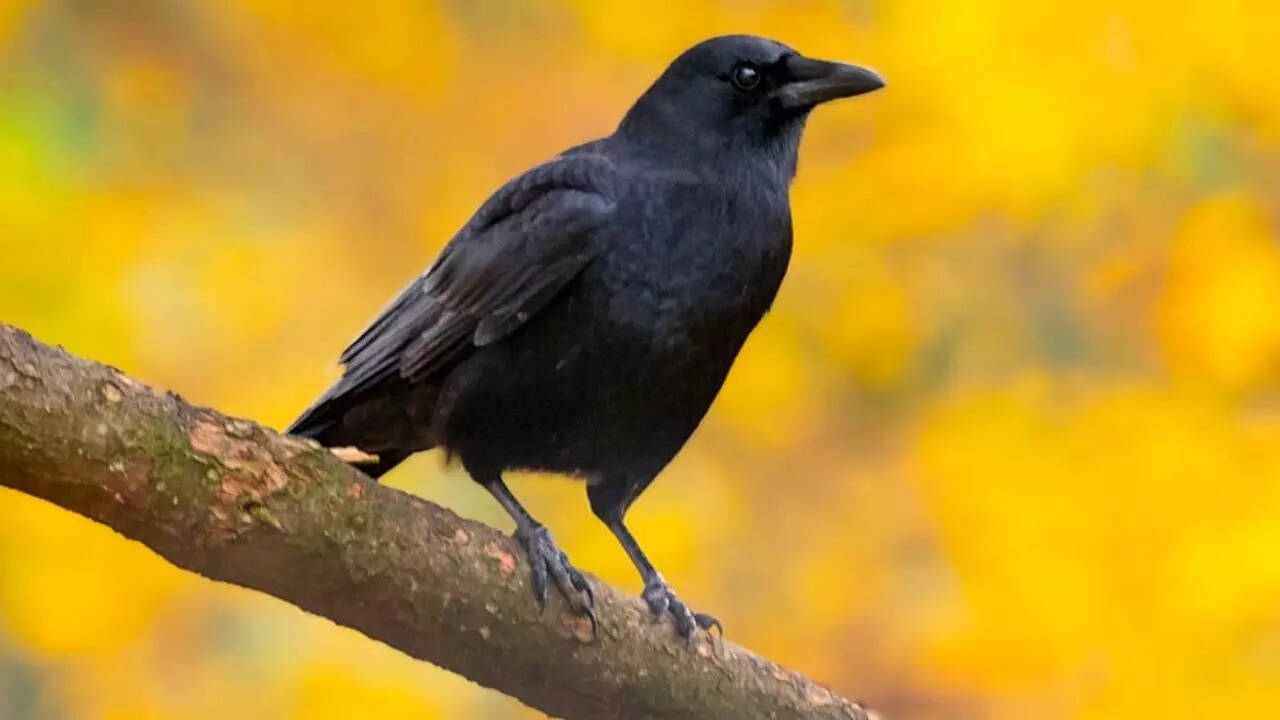 Crows are ranked among the smartest birds worldwide; here’s why