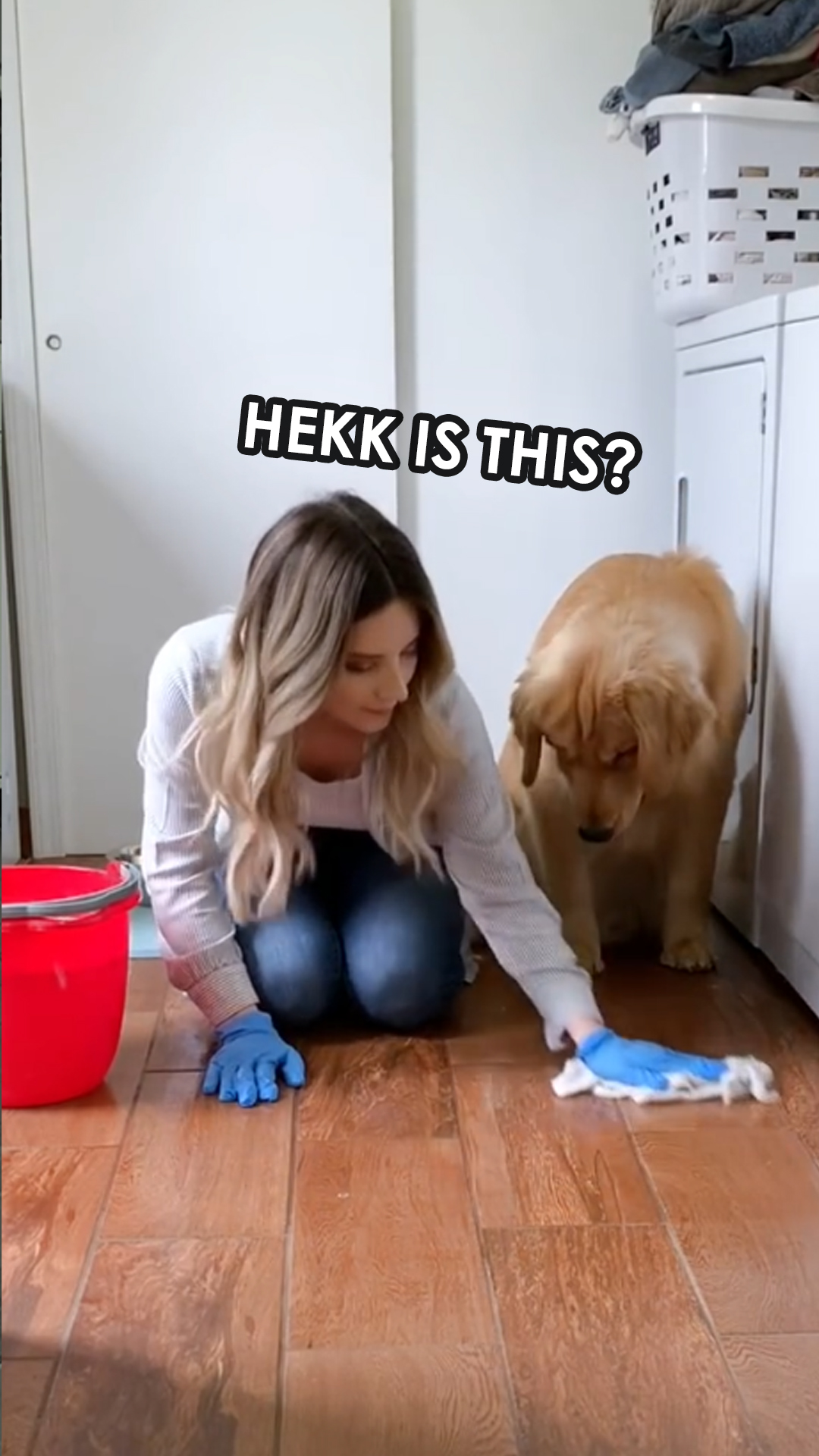 Cute Daily Life with a Golden Retriever – Living with Tucker!