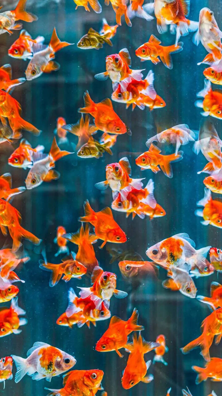 10 types of goldfish to have as pets in aquarium