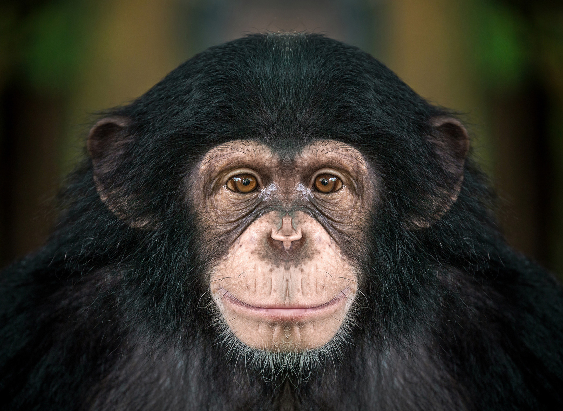 Adorable animals that can be very dangerous