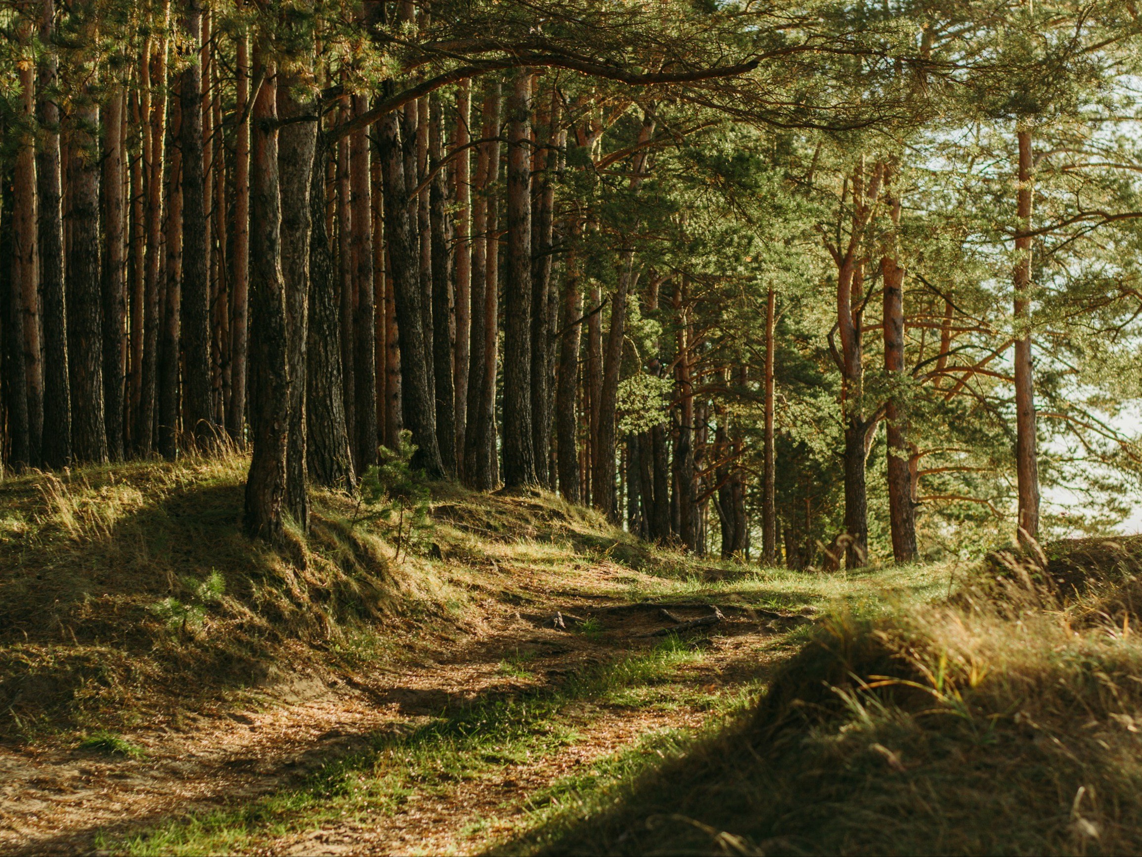 Baryłkowaty trzon, intensywny kolor i smród. Ten grzyb to „przyrodnicza ...