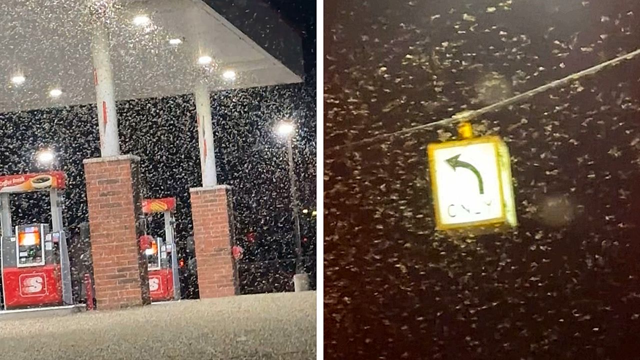 Mayfly apocalypse descends on Michigan gas station
