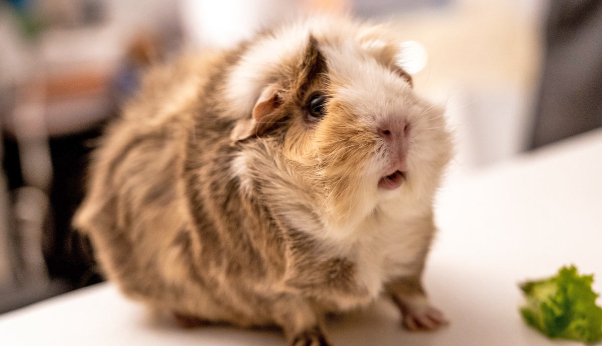 Guinea Pig Diet: What to Feed Your Furry Friend