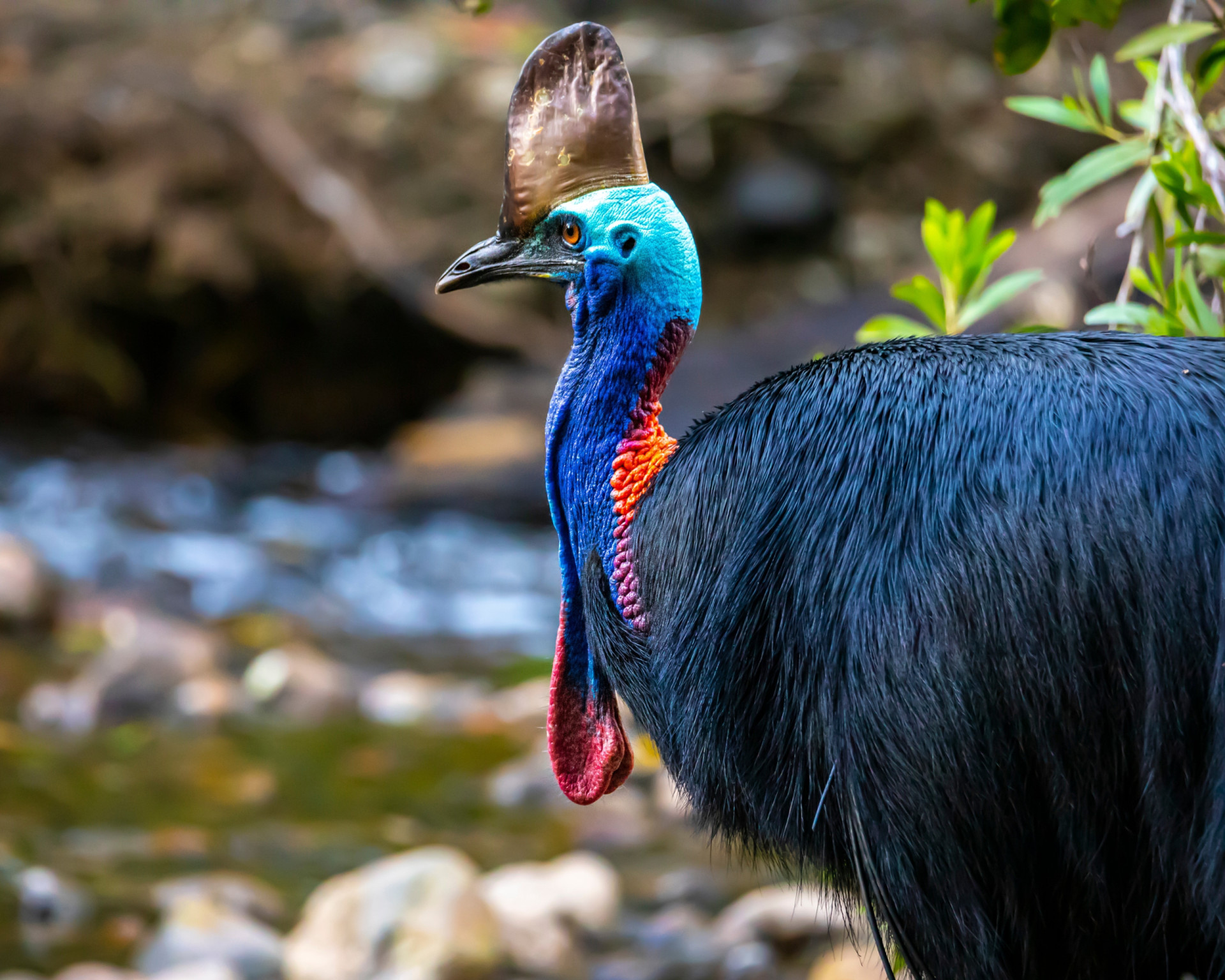 Adorable animals that can be very dangerous
