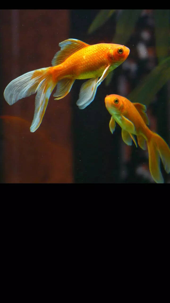 10 types of goldfish to have as pets in aquarium