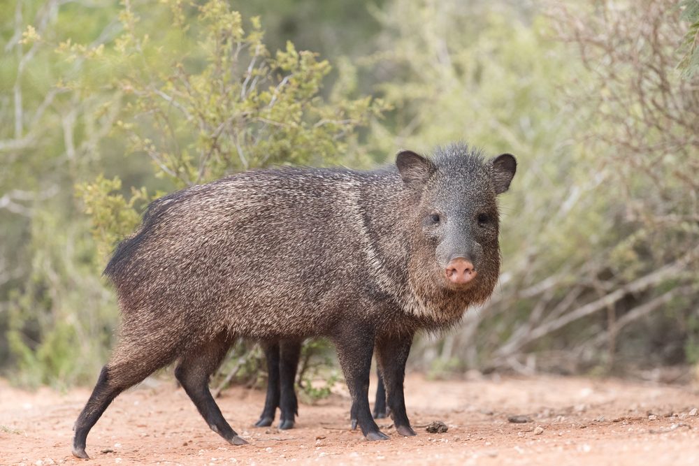 The Strangest Animal Found in Each State
