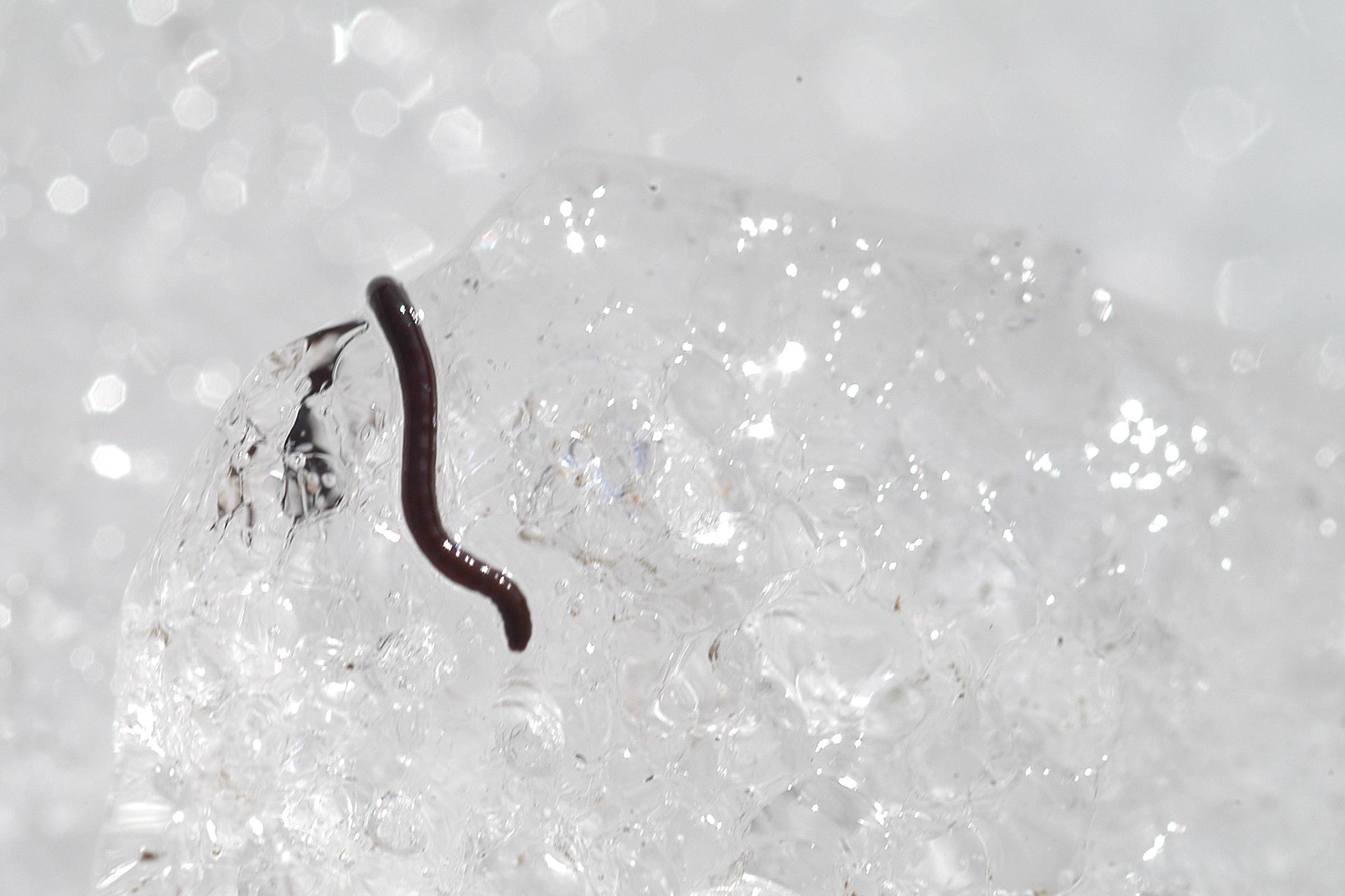 The Strangest Animal Found in Each State