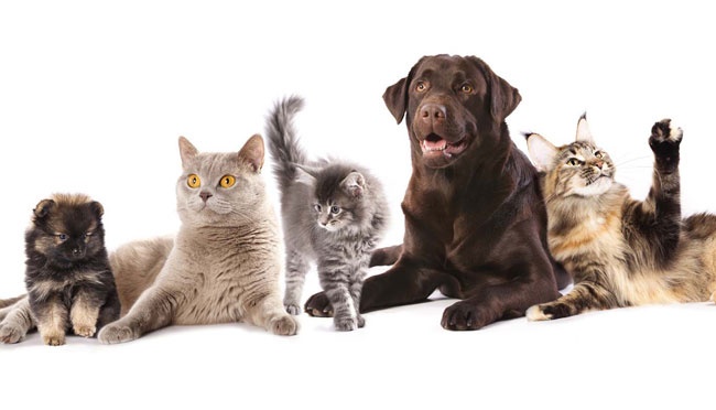 7 Cara Melerai Kucing yang Sedang Berkelahi