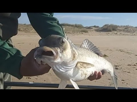 Robalo XXL A Surfcasting - Cabeza Deformada - Live Fishing