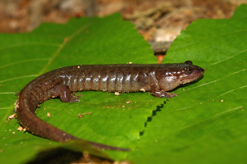 The Strangest Animal Found in Each State