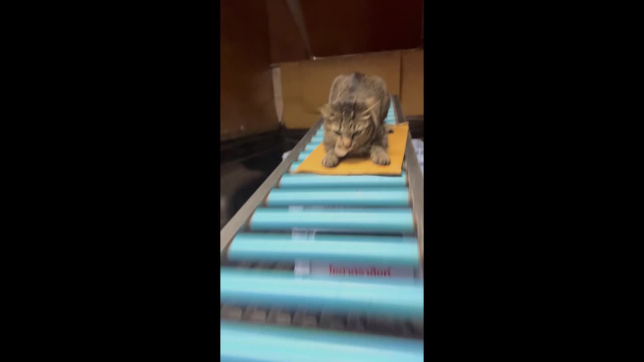 Pet cat just loves sliding down shops delivery rollers