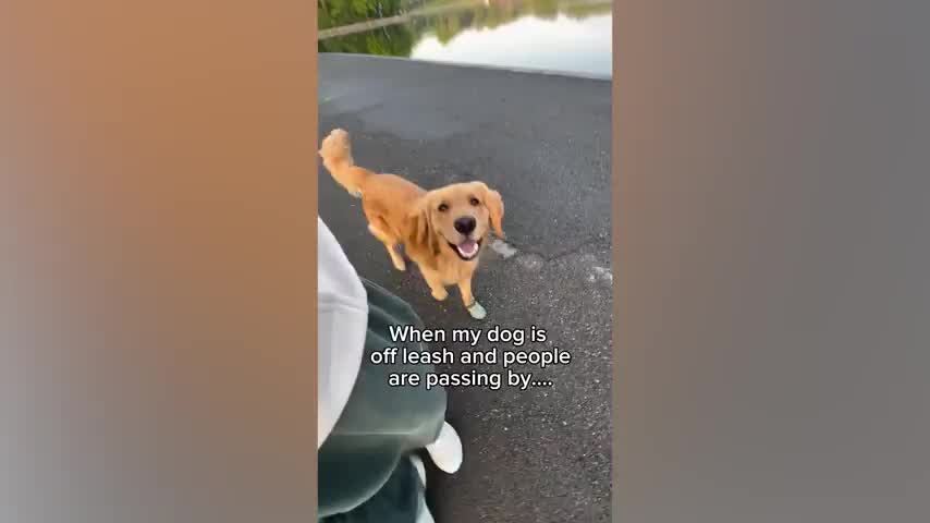 Owner Says This 'Should Be The Standard' When Walking Dog