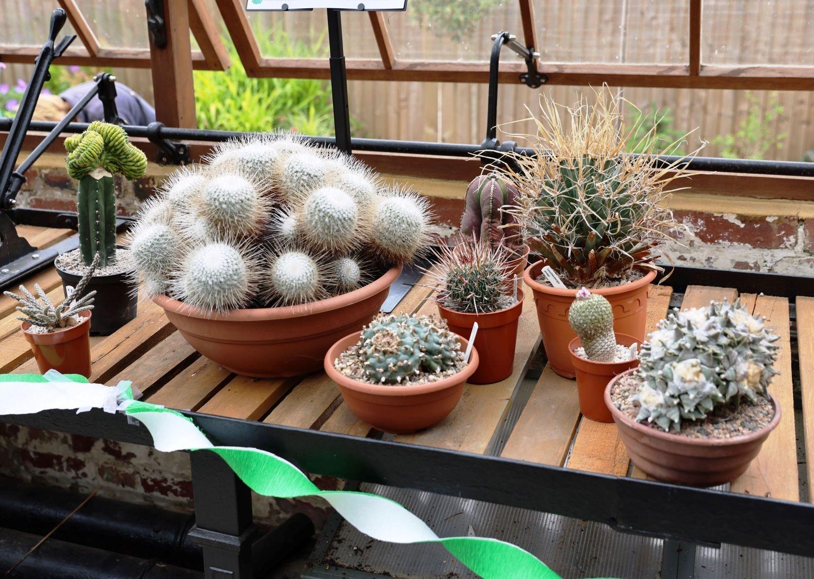 Weekend to focus on the world of cacti and succulents