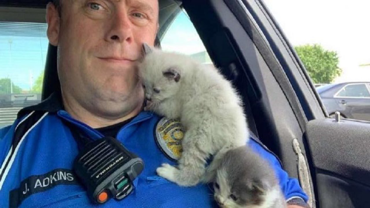 2 Kittens Just Won’t Stop Cuddling With The Police Officer Who Rescued Them