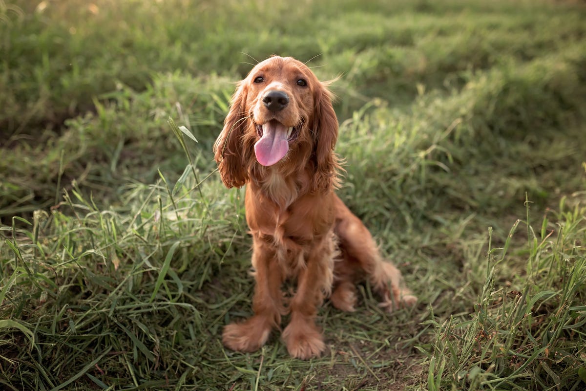 8 Dog Breeds with Long Ears and Why We Love Them
