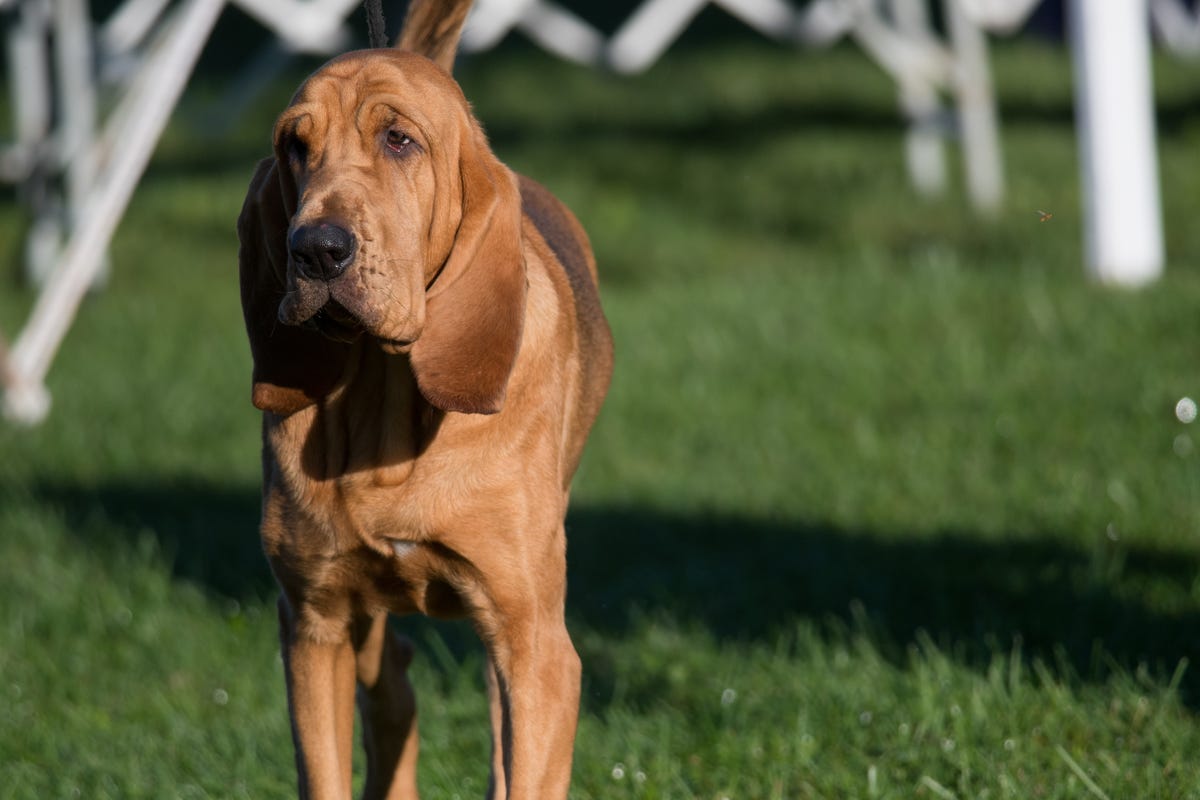 8 Dog Breeds with Long Ears and Why We Love Them