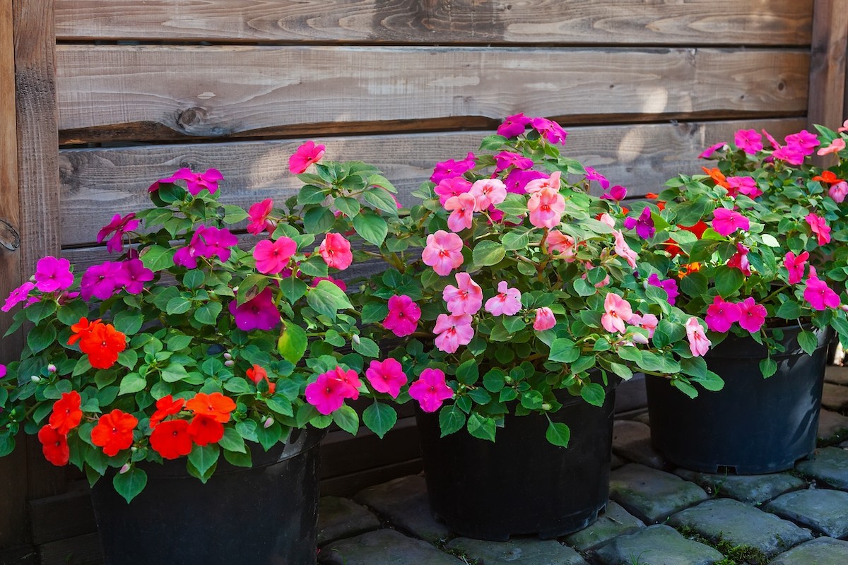 10 Easy Outdoor Plants That Don't Need Sunlight