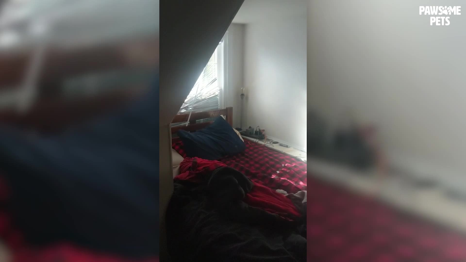 Cats Show Who’s Boss!