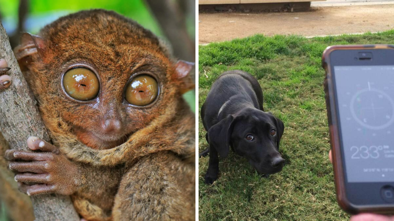 30 Odd But Cool Things Animals Can Do